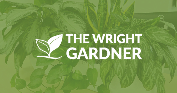 The Wright Gardner | Indoor Office Plant Watering Service, Plant ...