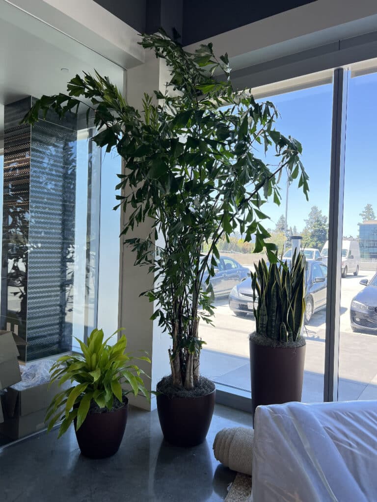 Indoor Office Plant Design San Mateo | The Wright Gardner