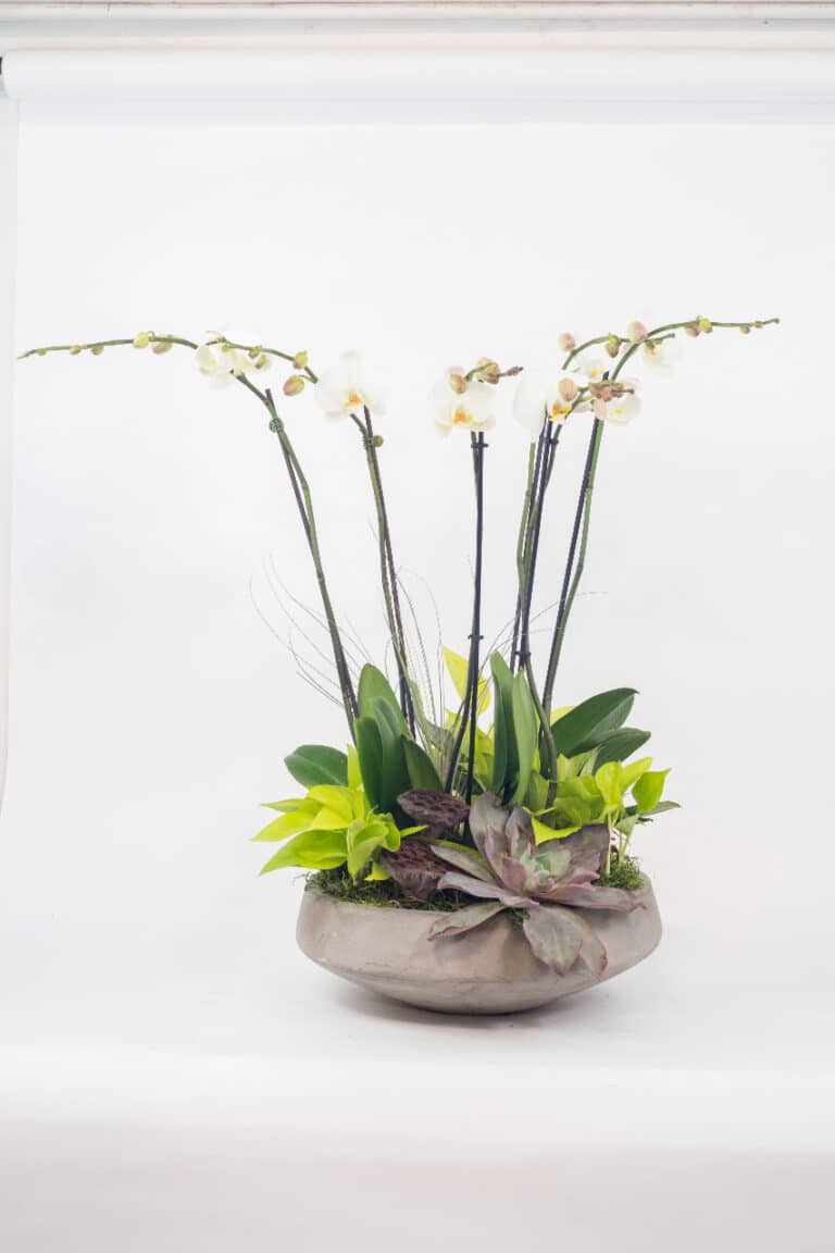 Indoor Office Plant Design Emeryville | The Wright Gardner