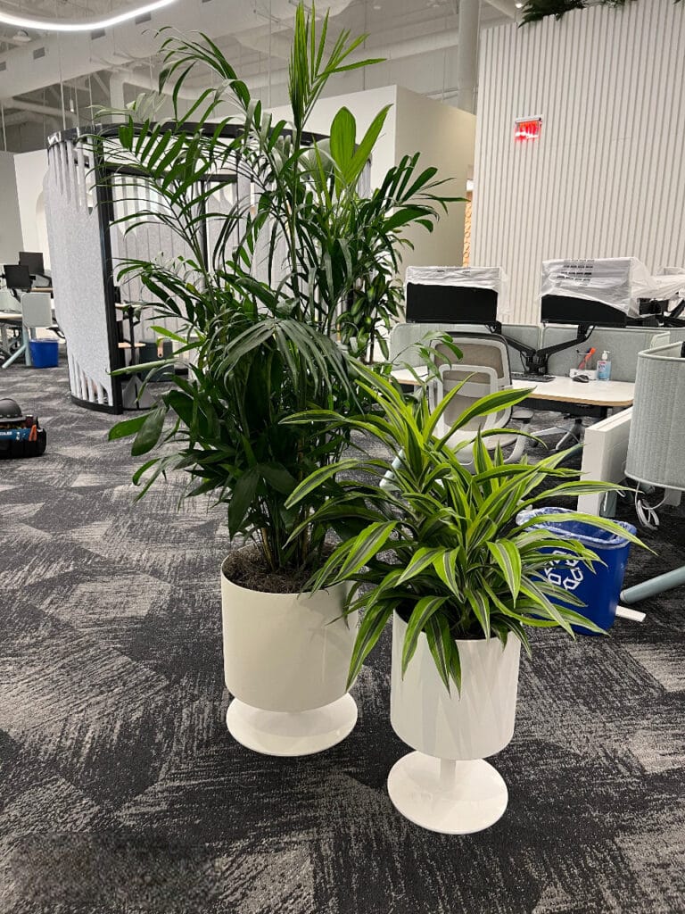 Indoor Office Plant Design Hughson | The Wright Gardner