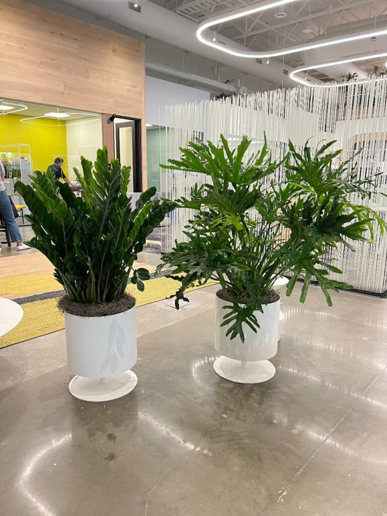 Indoor Office Plant Design Lodi | The Wright Gardner