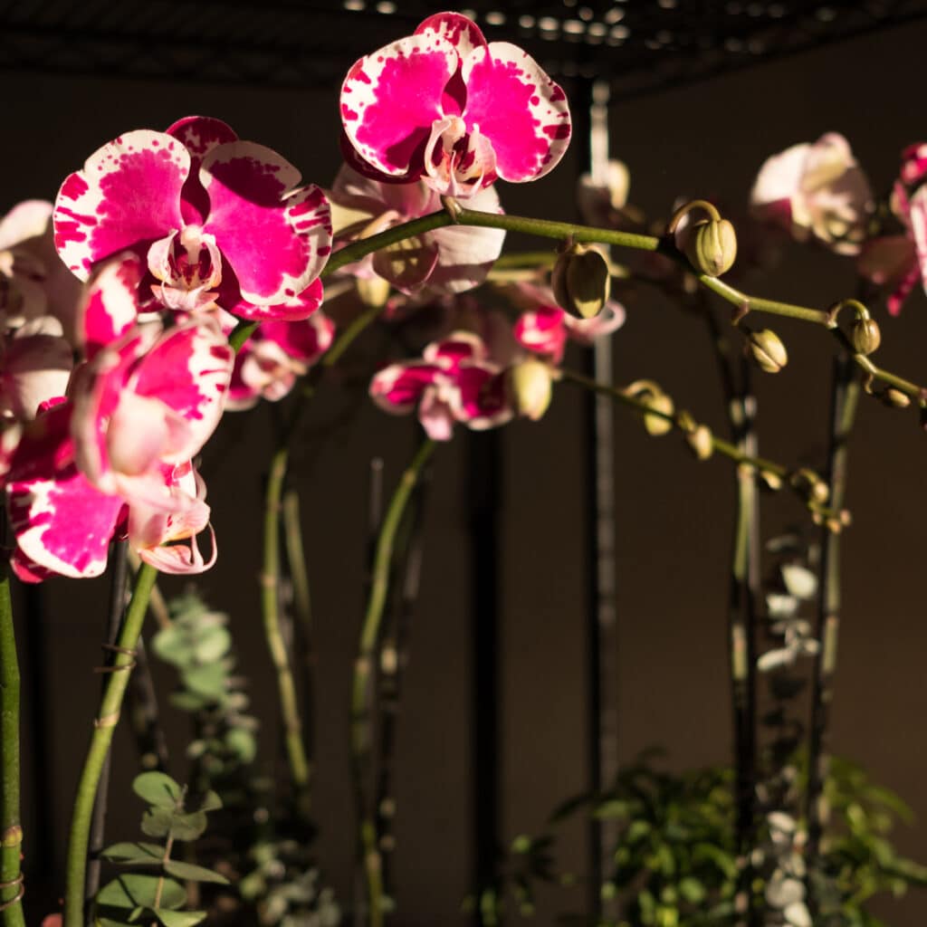 Indoor Office Plant Design Merced | The Wright Gardner