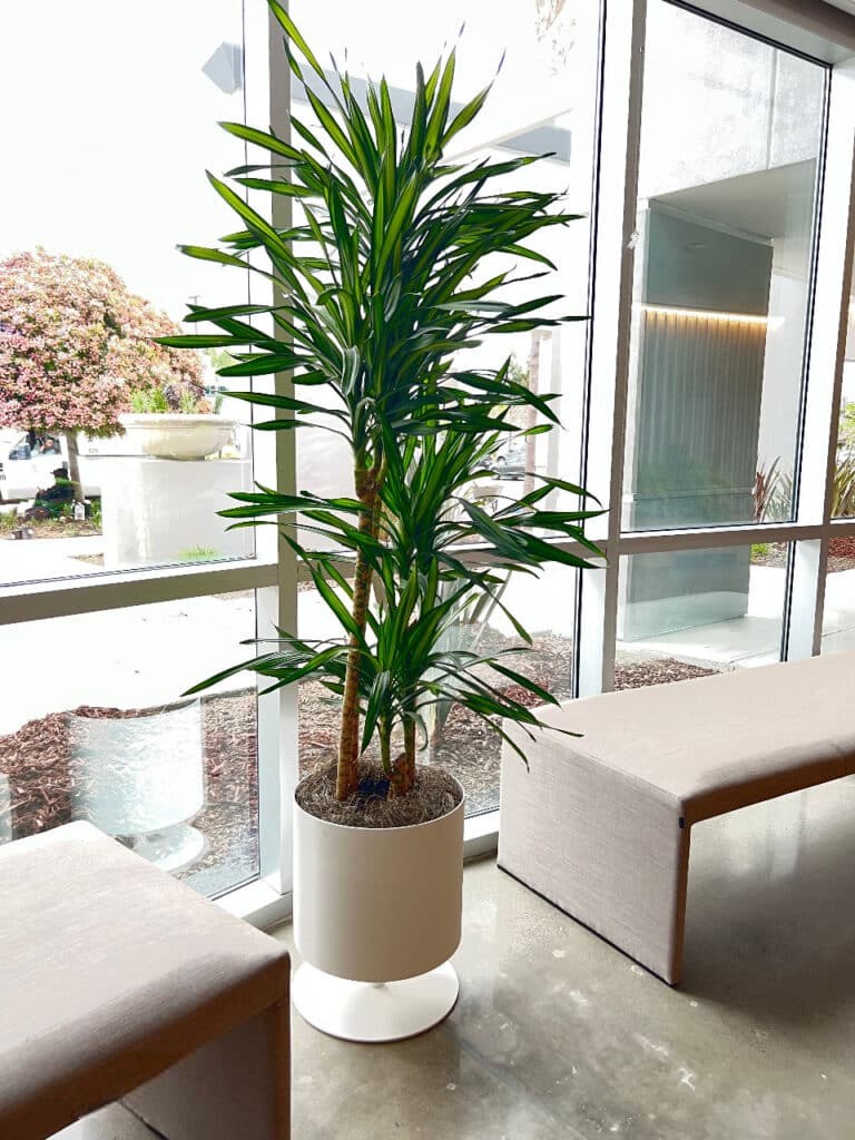 Indoor Office Plant Design Roseville | The Wright Gardner