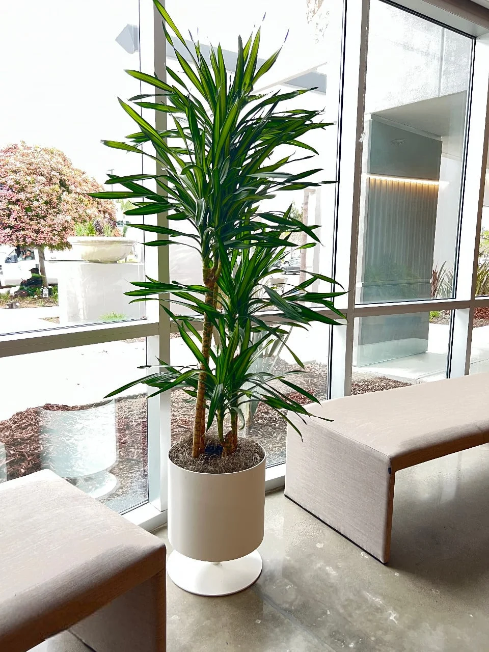 Indoor Office Trees