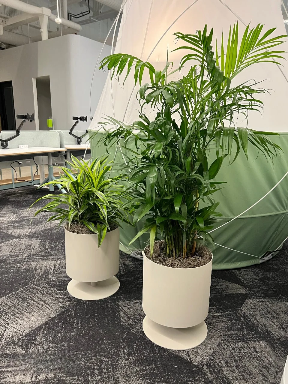 Office Plant Companies