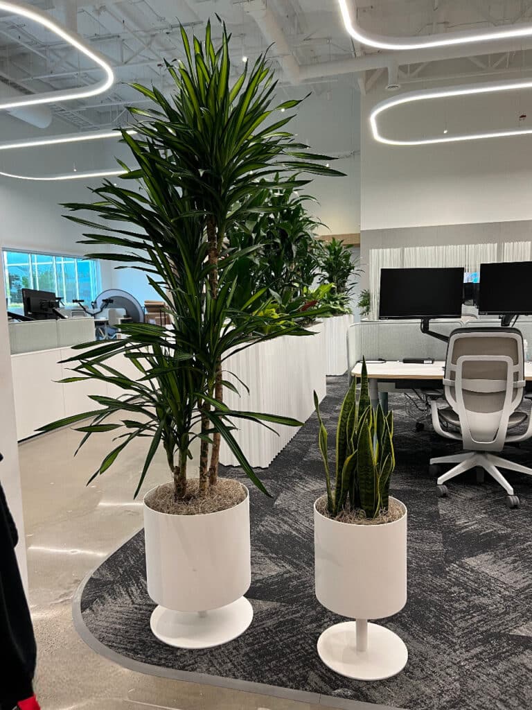 Indoor Office Plant Design French Camp | The Wright Gardner