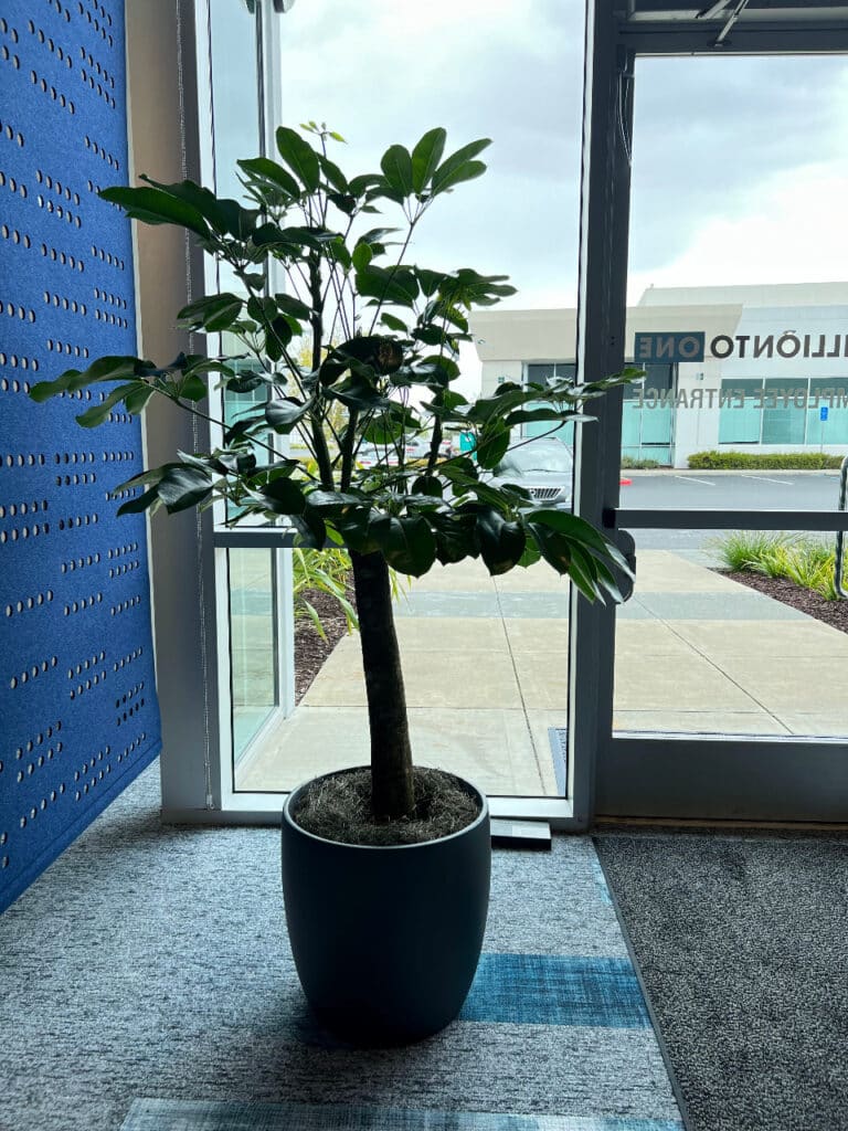 Indoor Office Plant Design Lodi | The Wright Gardner