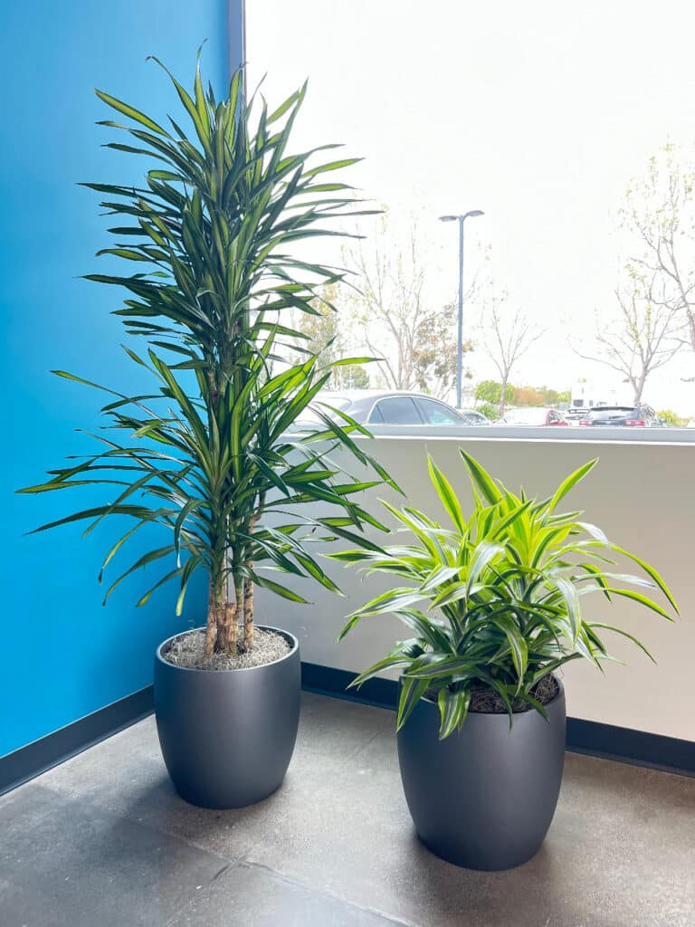 Indoor Office Plant Design Milpitas | The Wright Gardner