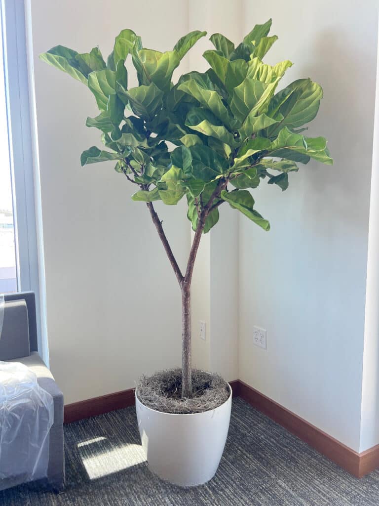 Indoor Office Plant Design Redwood City | The Wright Gardner