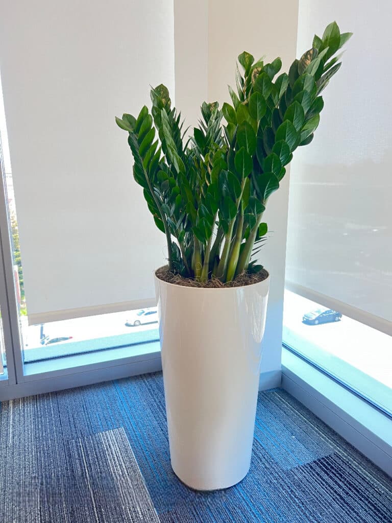 Indoor Office Plant Design Redwood City | The Wright Gardner